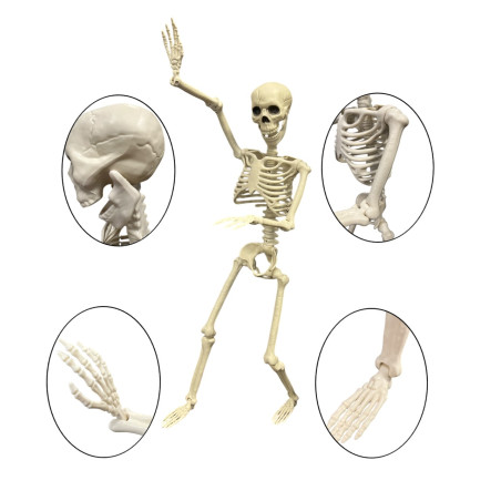 Grossiste SKULLY squelette factice Articulé 90 cm | Réservé aux ...
