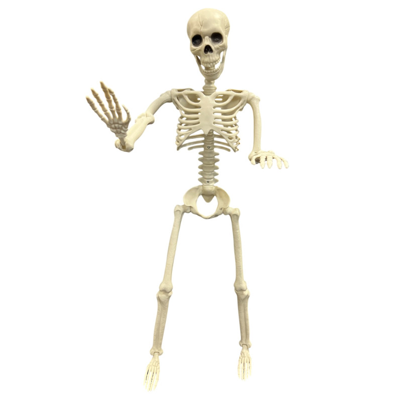 Grossiste SKULLY squelette factice Articulé 90 cm | Réservé aux ...